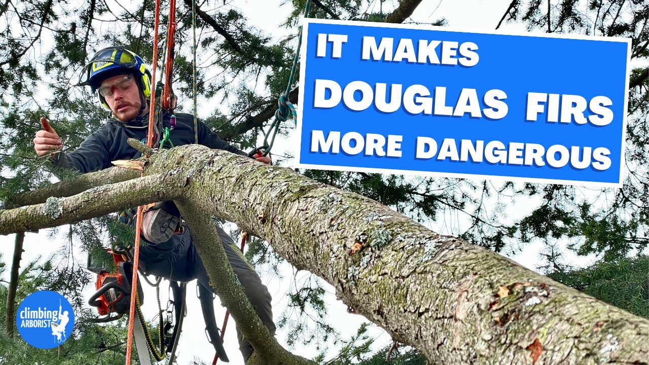 STOP THINNING mature DOUGLAS FIR trees, look at the research - YouTube