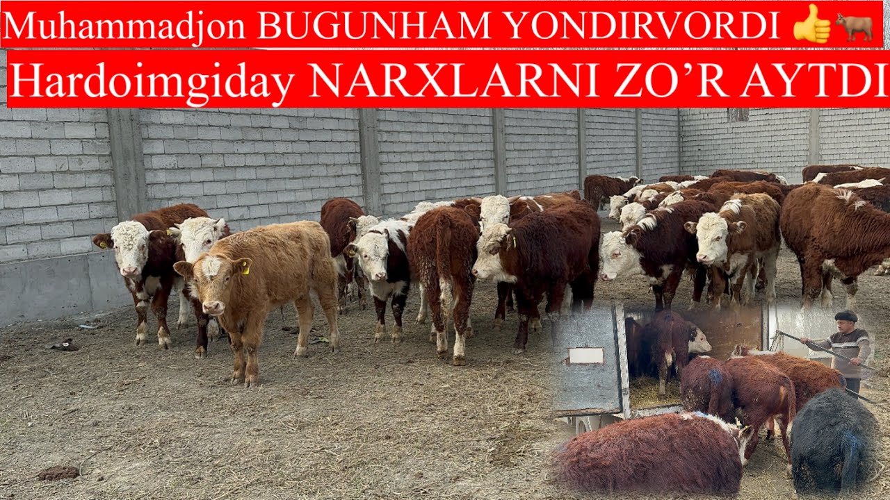 Muhammadjon BUGUNHAM NARXLARNI YONDIRVORDI JUDAHAM ARZON BUQALAR ...