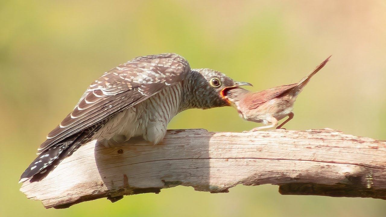 A very rare thing is a small bird feeding an orphan bird ten times ...