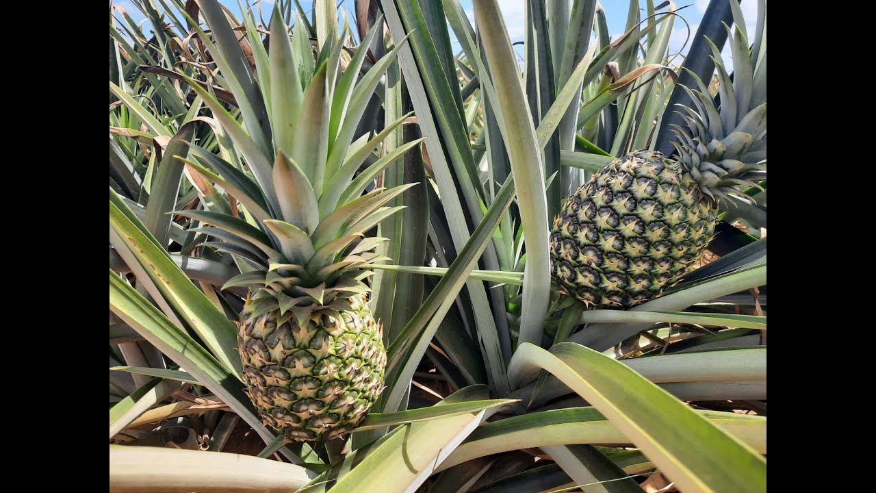 Producción de piña Rancho Carlos Bloque 2 1 mp4 - YouTube