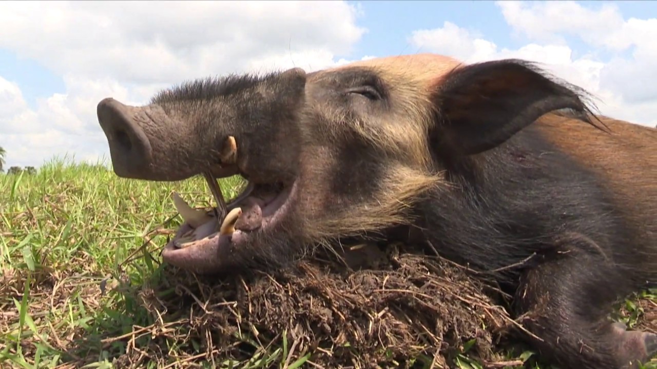 Bush Pig Hunt Mozambique African Safari Photo - YouTube