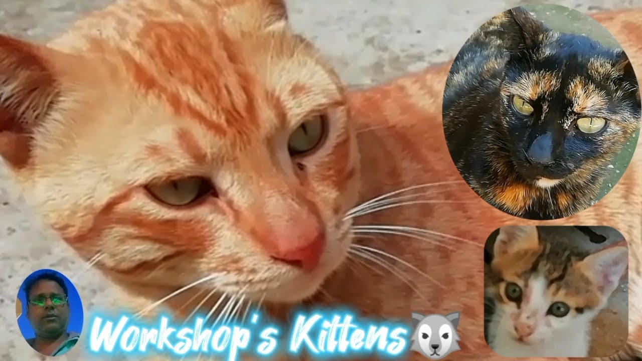 Living With Cats Is A Unique Experience | Workshop Cats | Muizzaa #065 #muizzaa #cat #guggoo ...