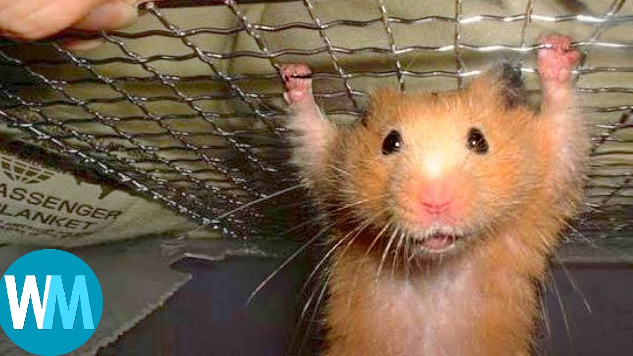 top 5 hamster (part 41949) - YouTube