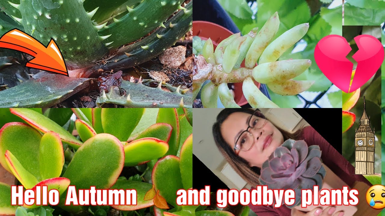Hello Autumn 🍂 and Goodbye Plants 😢 - YouTube