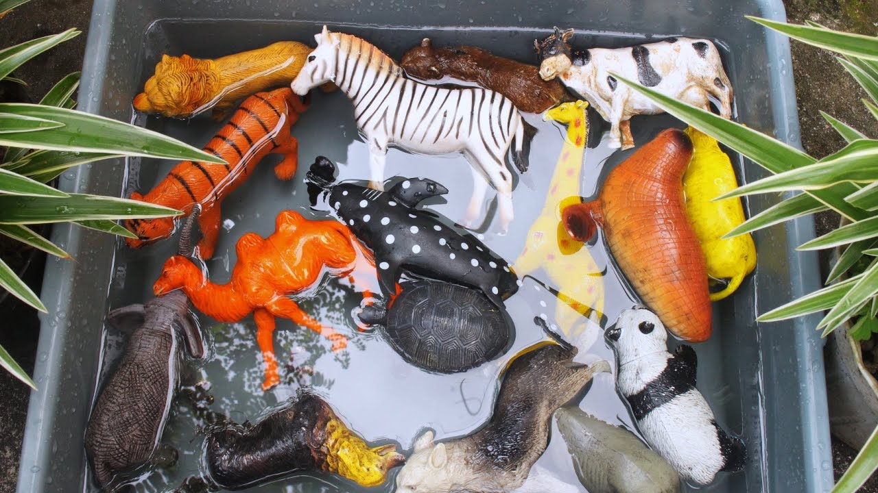 Lots of Zoo Wild Animals For Children With Real Safari Animal Videos ...