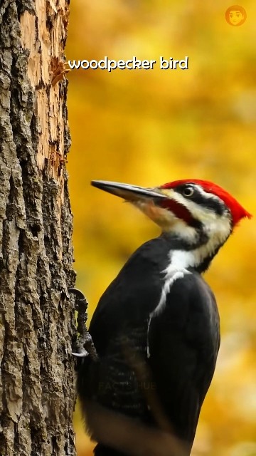 How Do Woodpeckers Protect Their Brains? | #shorts - YouTube