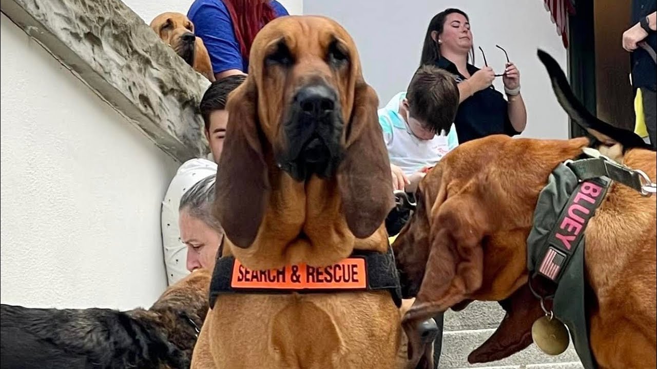 Bloodhound K9 Gracie - Lost hiker in wooded area mock trail - YouTube