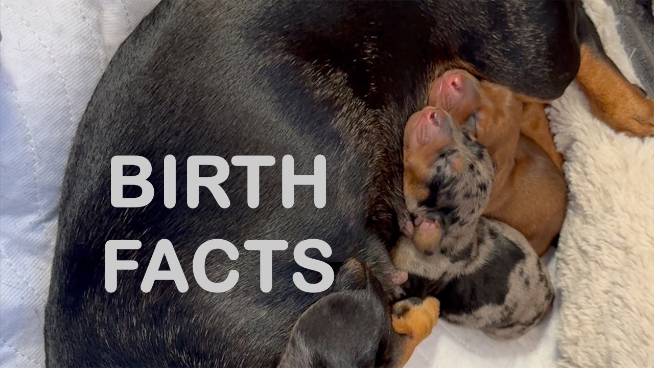 🐶 A guide to Dogs giving BIRTH: 10 facts - YouTube
