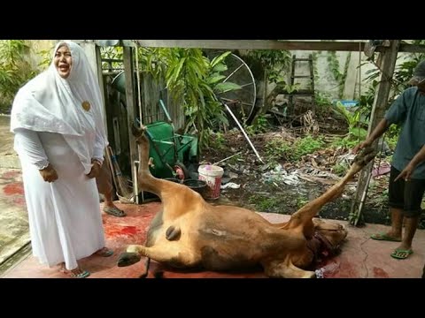 1... Cow Slaughter
