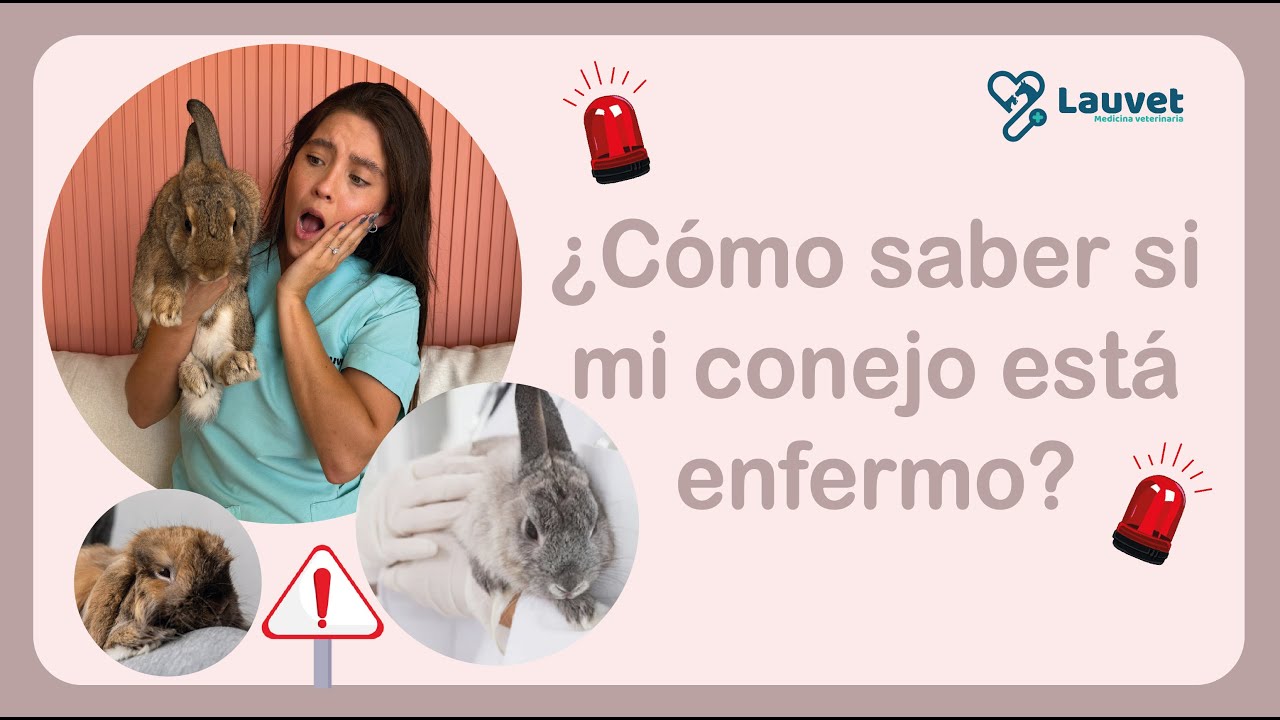 ¿CÓMO SABER SI MI CONEJO ESTÁ ENFERMO? | Síntomas de alarma en conejos ...