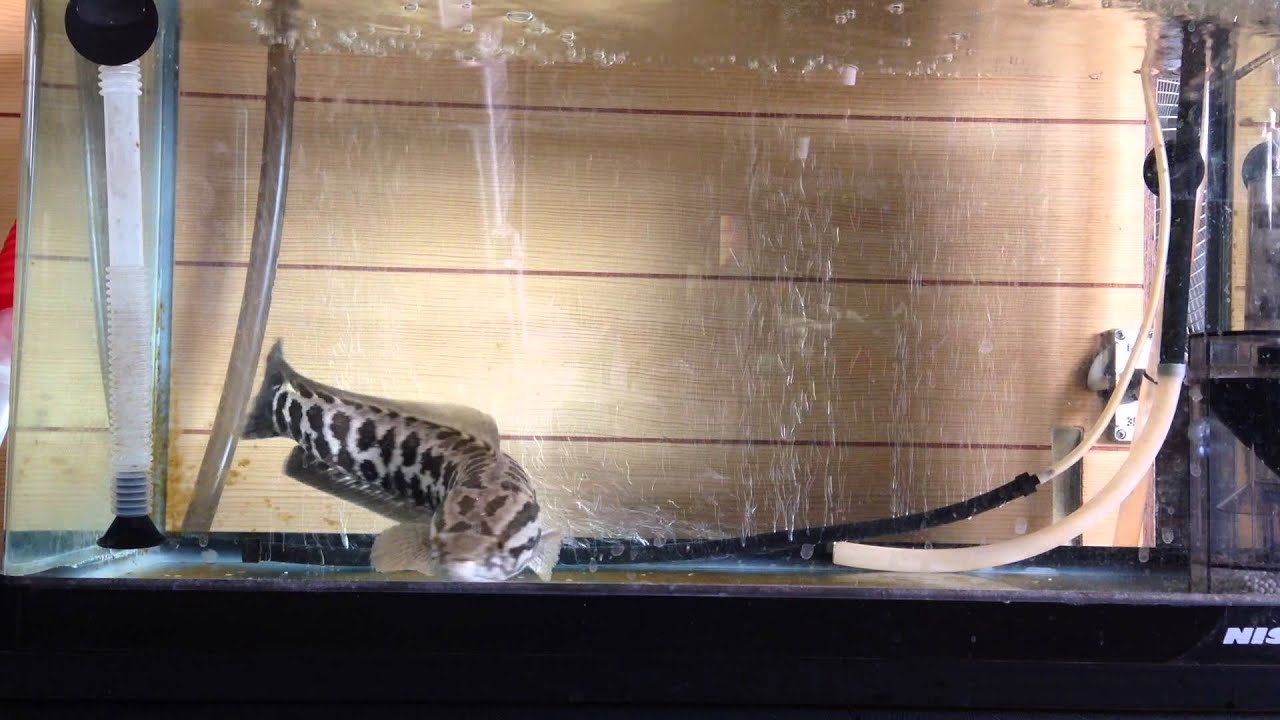 カムルチーの金魚捕食 4 － Northern snakehead attacks a gold fish 4 - YouTube