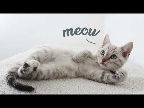 Occasional Random Cat Sounds Purring and Screechingㅣ1 HOURㅣPranks and Jokes