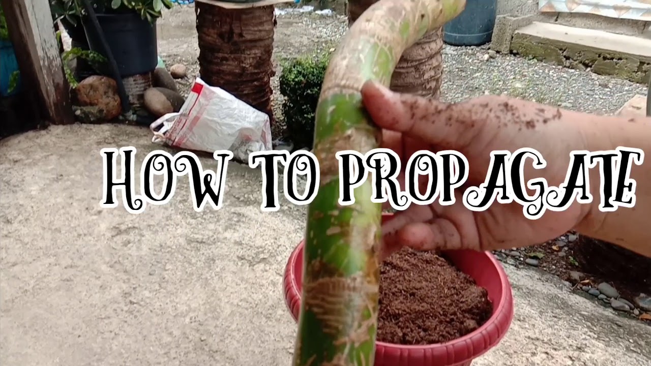 How to propagate | Dump cane [Dieffenbachia "Exotica compacta"] - YouTube
