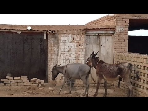 Donkeys#ghadha #donkey #fypviralシ #trending #foryou #viraldonkey #happypets #youtubeshorts👋👋😹