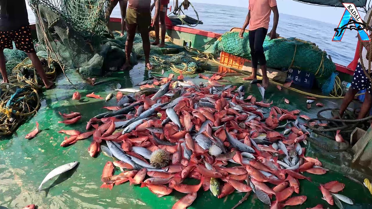 Wow! Amazing - Fisherman Sort Their Big Net Catch Kona Fish | @FISH_TV ...
