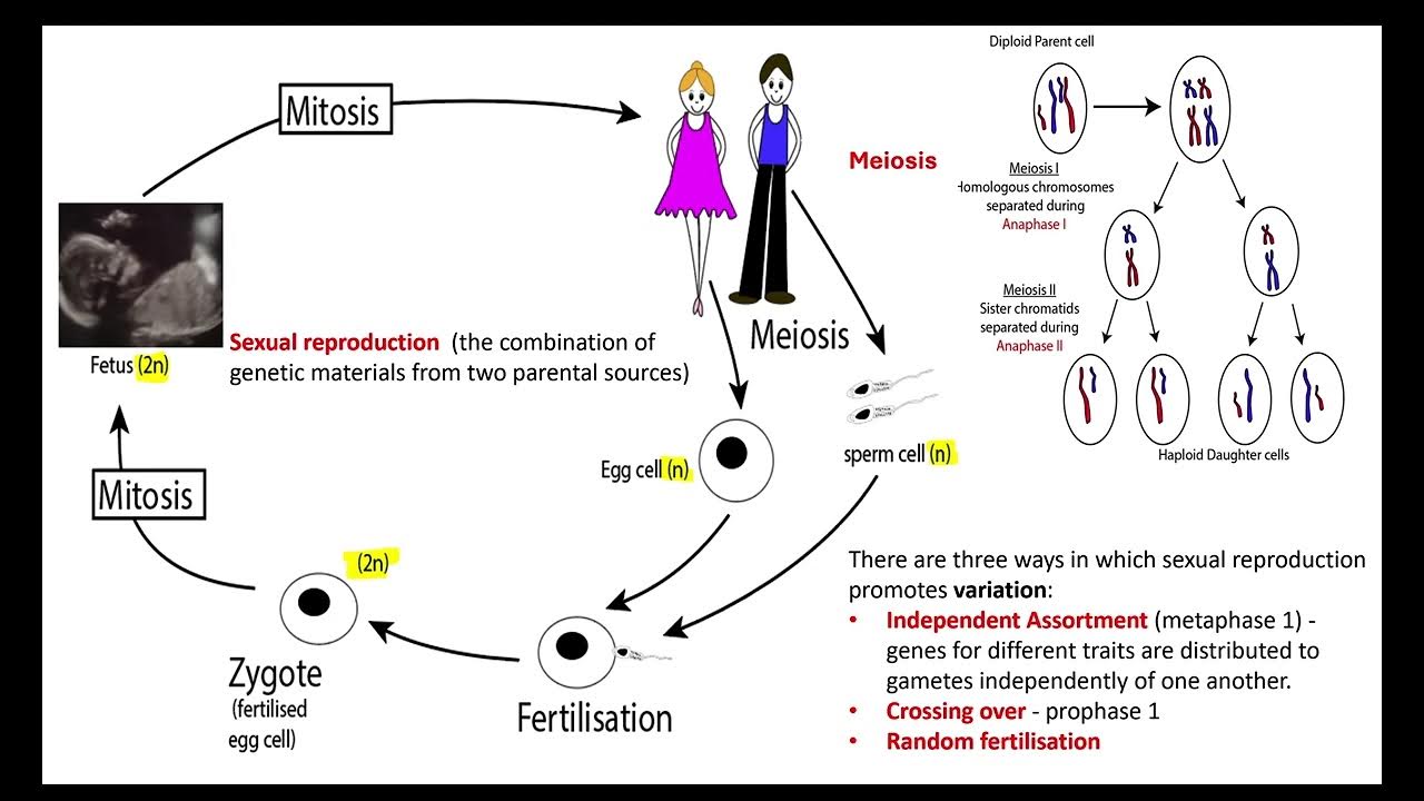 Dihybrid inheritance OCR A A-Level Biology 6.1.2 Patterns of ...