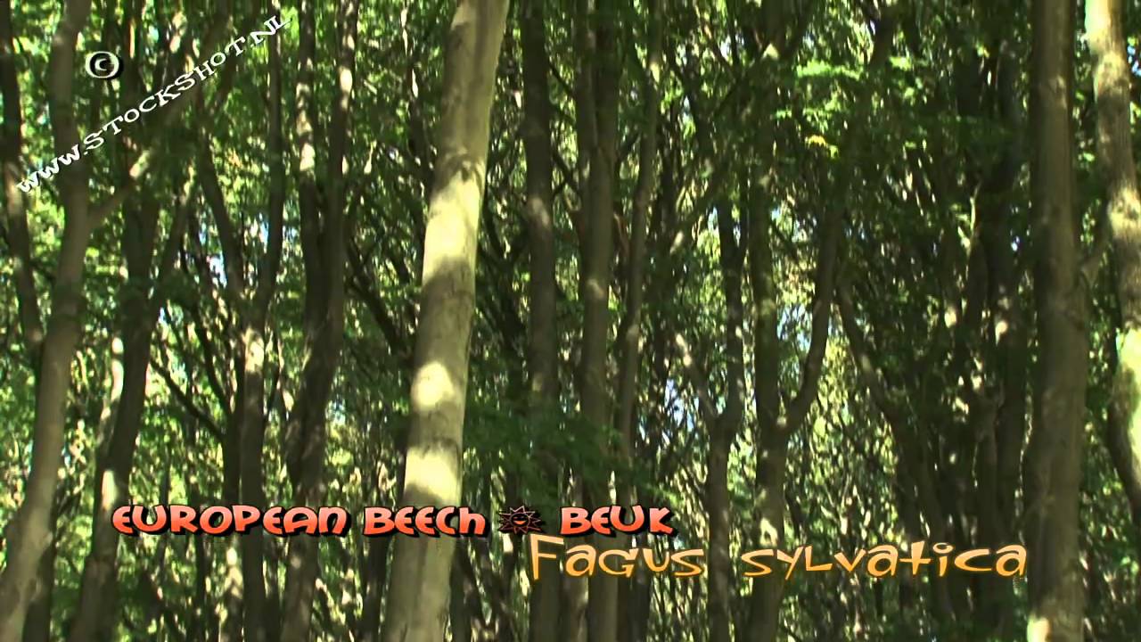 Beuk - Fagus sylvatica - European Beech #01 - YouTube