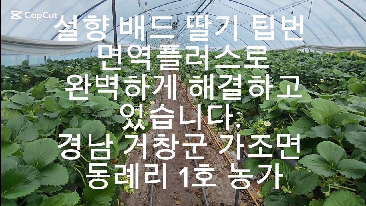 설향배드딸기팁번농합면역플러스로완벽하게해결하고있습니다경남거창군가조면동례리1호 250128화경남거창가조동례설향배드딸기 팁번해결 농합면역플러스 1회차1월7일관주21일째