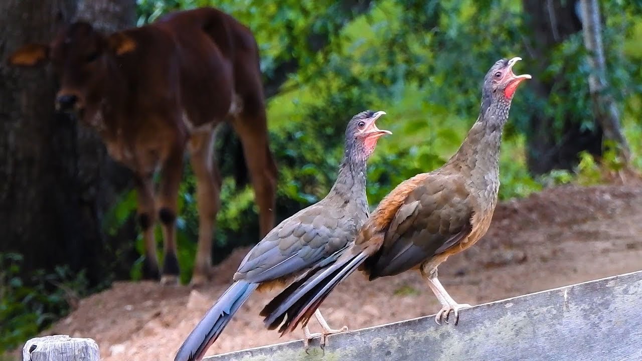 CANTO do ARACUÃ-DO-PANTANAL: Casal canta em dueto! (ORTALIS CANICOLLIS), CHACO CHACHALACA ...