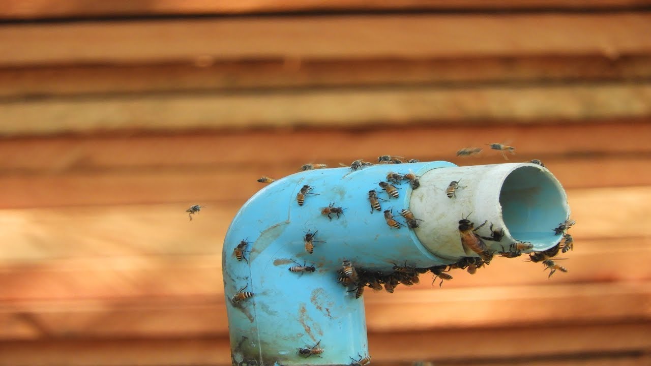 How the honeybees collecting water| Honeybees need water to make hive ...