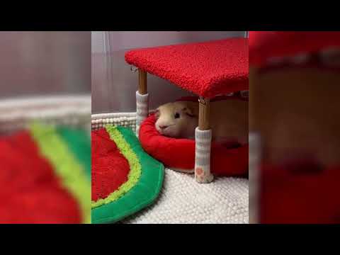 Guinea pigs sleeping all day 😴 | Cozy pet routine #guineapig #cozy #funny