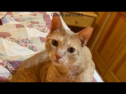 Goofy aah cats - YouTube