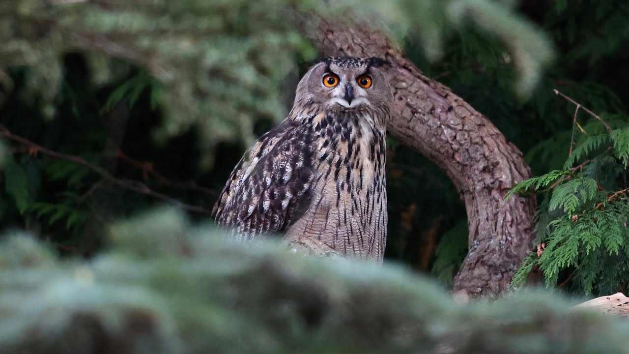 Berguven vid Alnarps slott (eagle-owl at Alnarp castle) - YouTube
