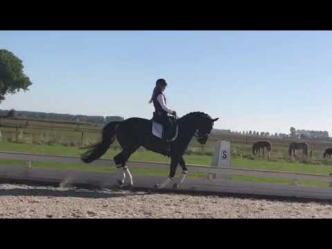 Gaucho - Dutch Dressage Horse from Holland