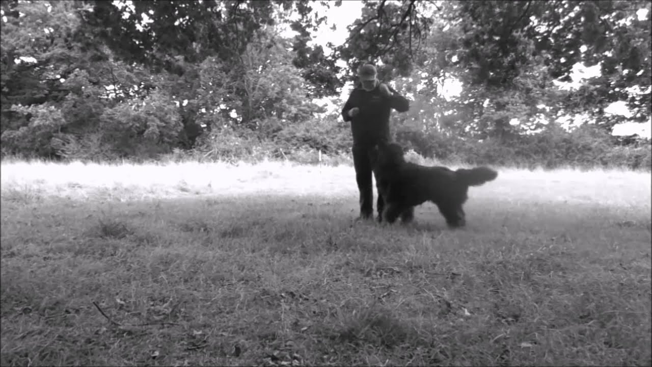 Blue Moving to Music The Dream of Olwyn - YouTube