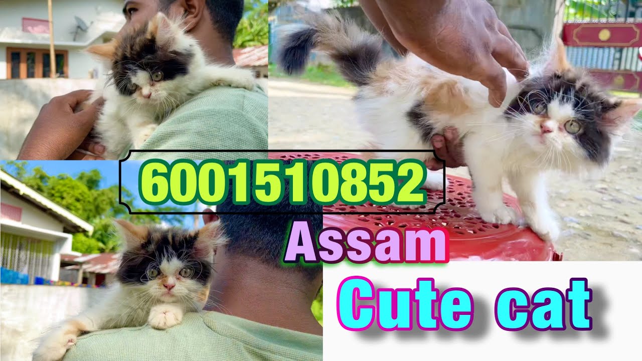Cute cat || Sivasagar , Demow @pets assam Ready stock 6001510852 - YouTube