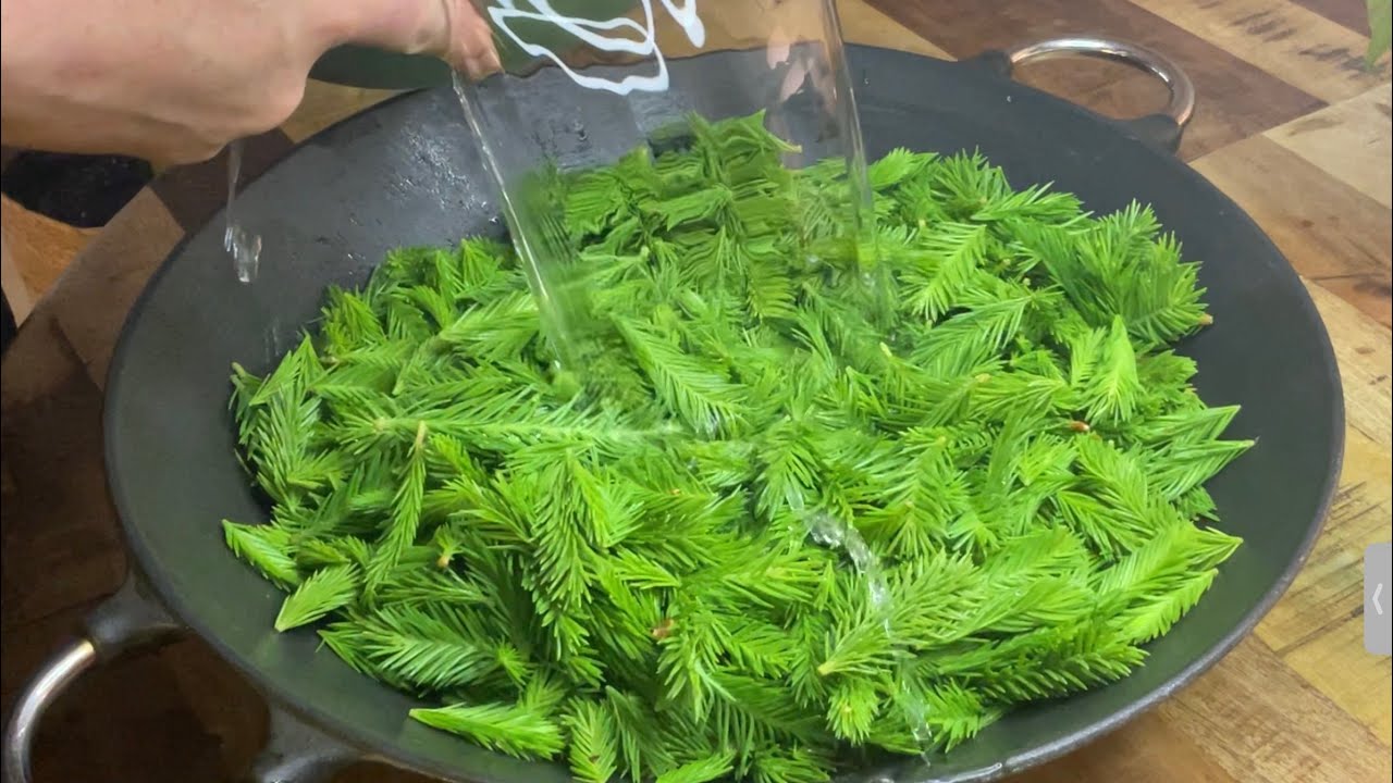 Spruce / Fir Tip Cough Syrup - Traditional Nordic Recipe ⁠ - YouTube