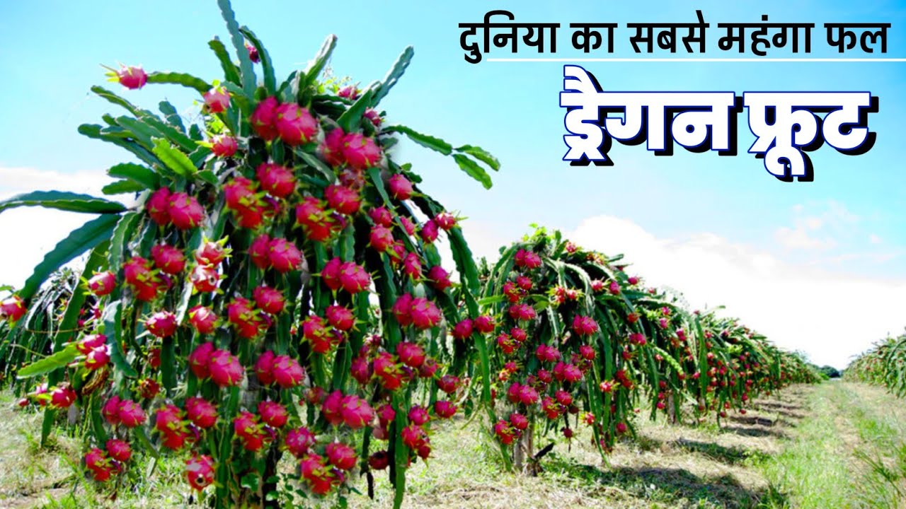 Dregan fruit ki kheti kaise karen | Dregan fruit farming - YouTube