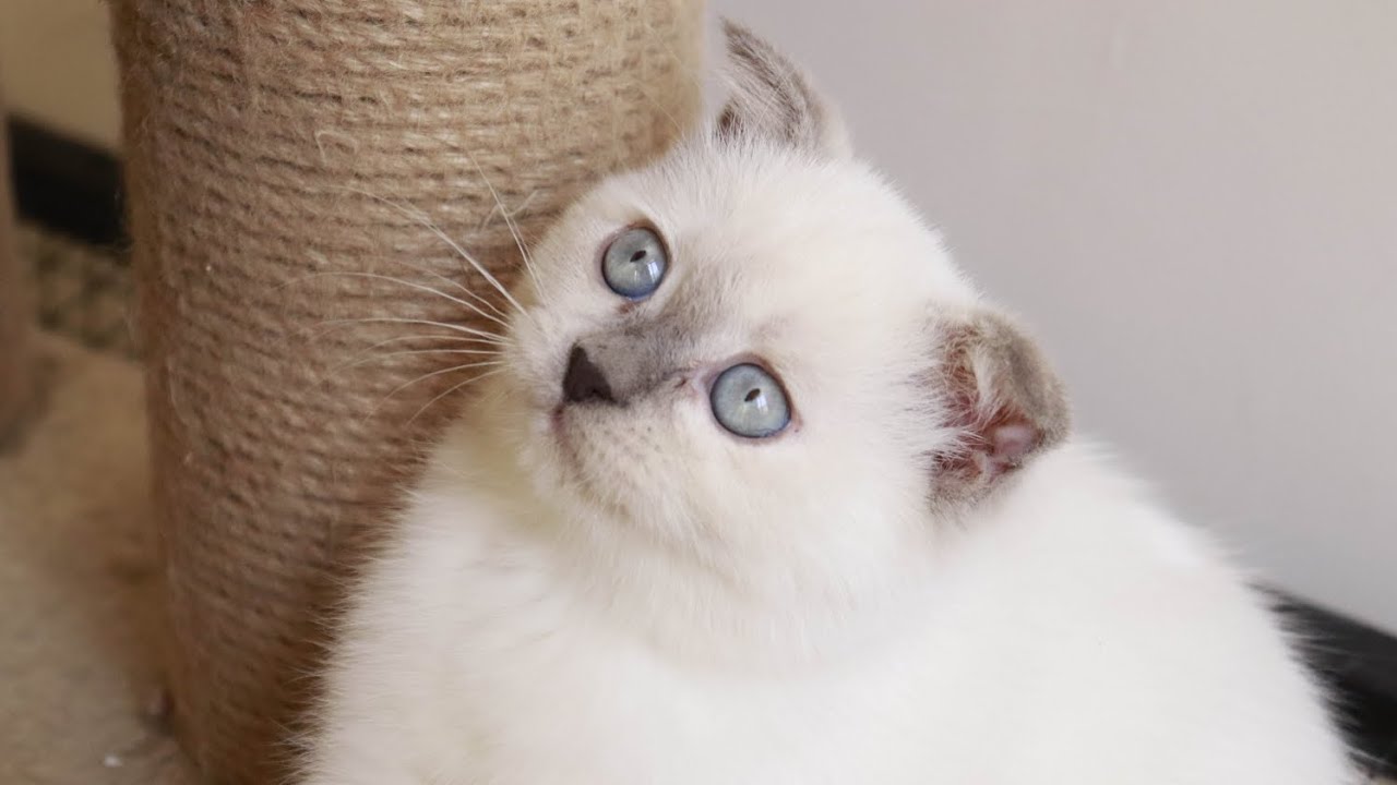 Cute kitten biting the wire 😝 - YouTube