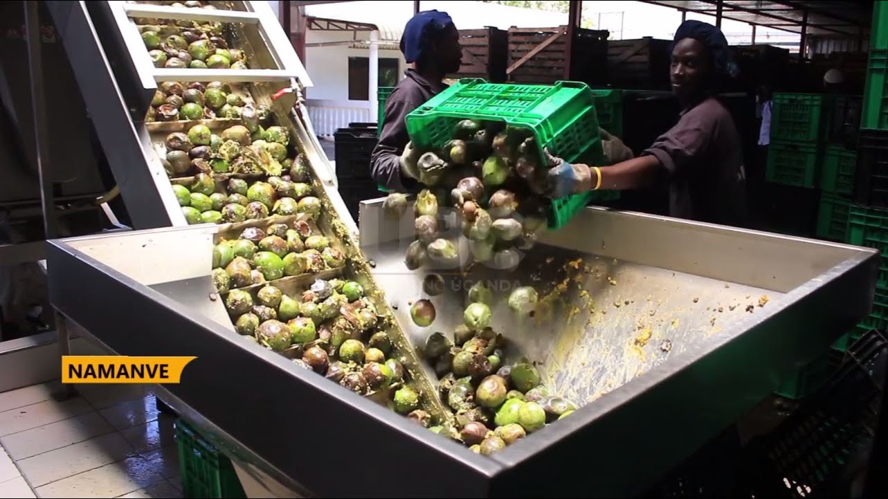 Hass avocado growing - NAADS encourages more farmers to grow hass ...