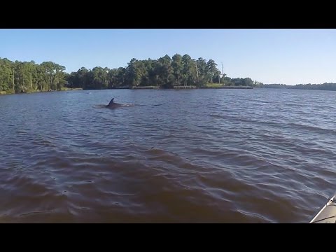 Amazing flounder fishing gone awry. - YouTube