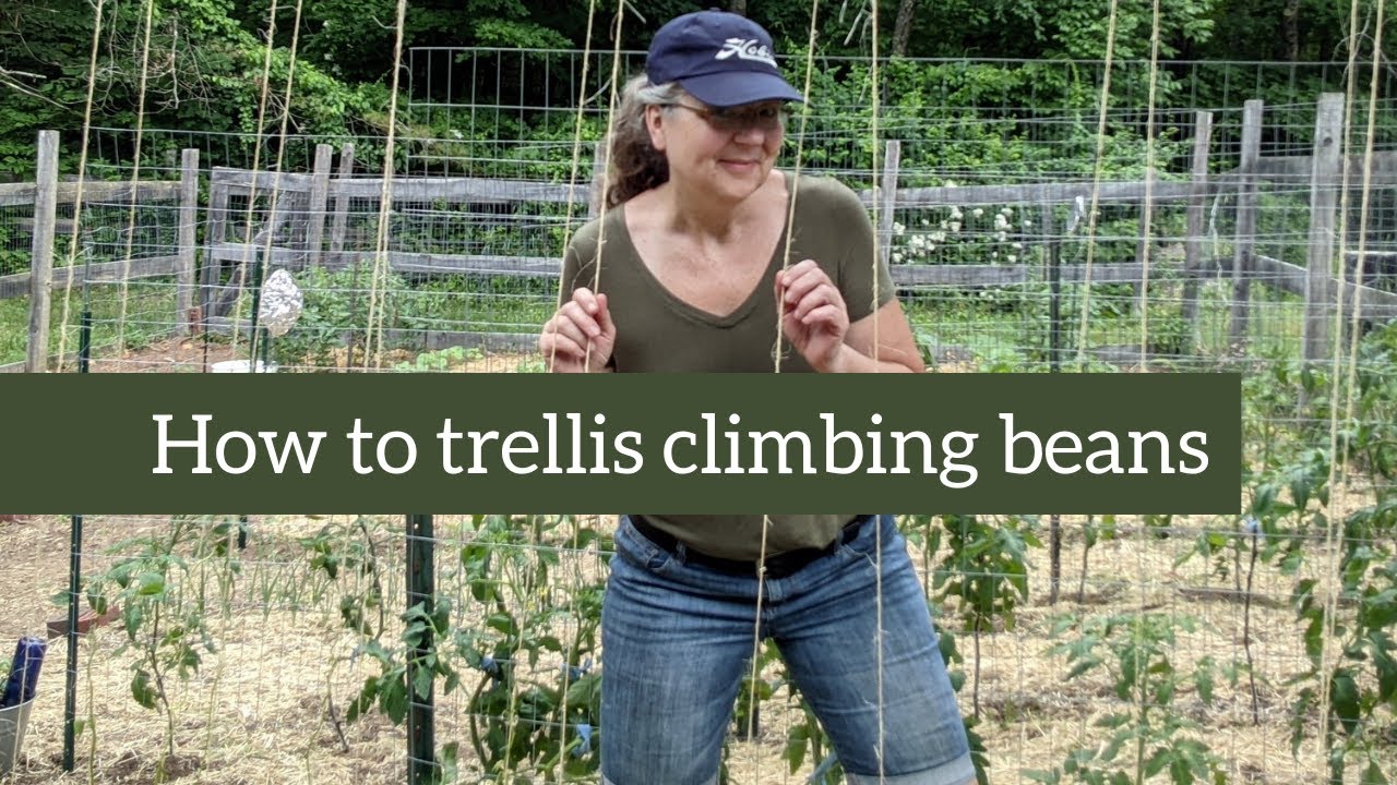 How to trellis climbing beans - YouTube