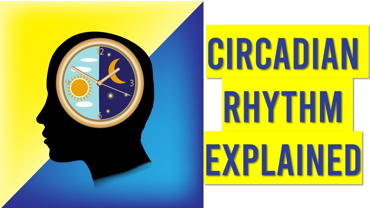 Circadian Rhythm Explained - YouTube
