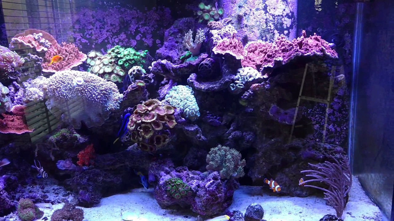 Champion Aquariums 220 gallon living reef aquarium - YouTube