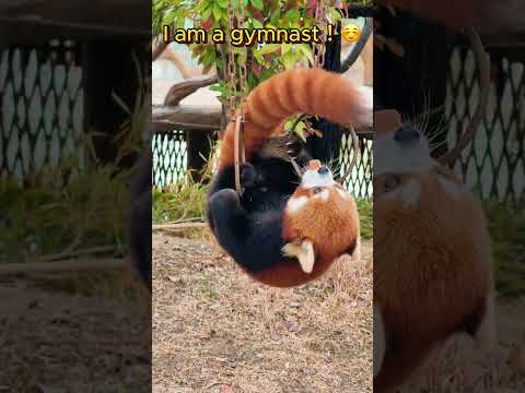 The red panda：I am a gymnast.#redpanda - YouTube