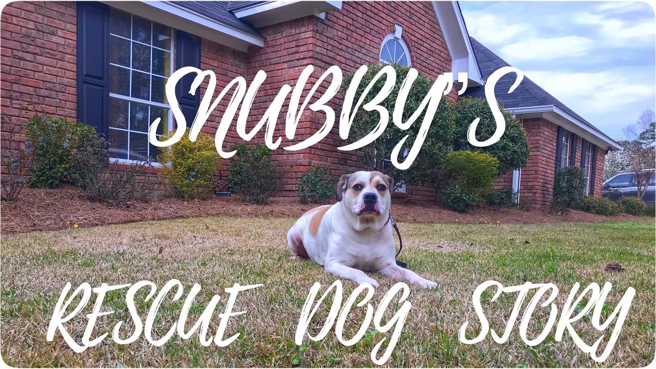 SNUBBY’S RESCUE DOG STORY - YouTube