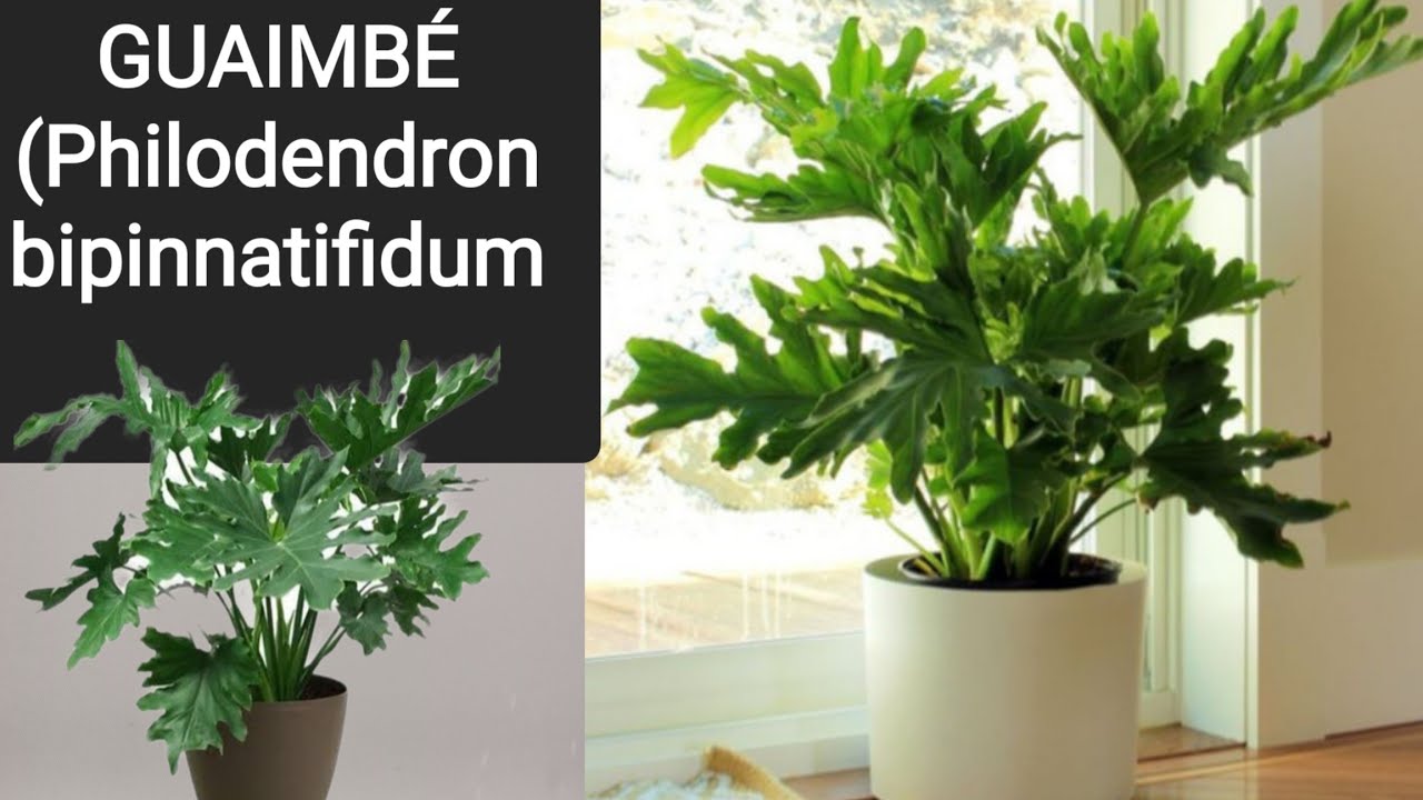 GUAIMBÉ (Philodendron bipinnatifidum Como cuidar - YouTube