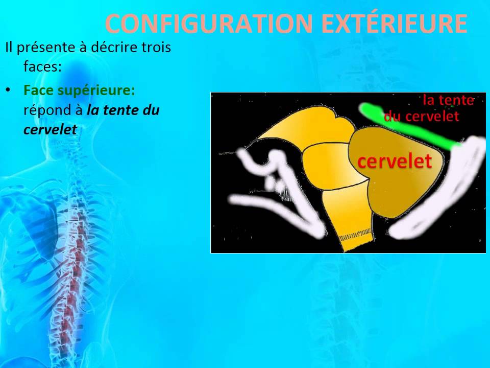 ANATOMIE Le cervelet - YouTube