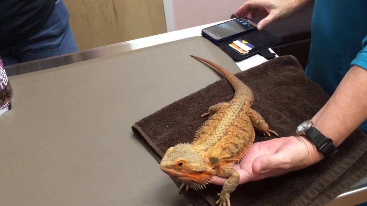 Yet Another Wild Caught Bearded Dragon In Urban Mississippi - YouTube