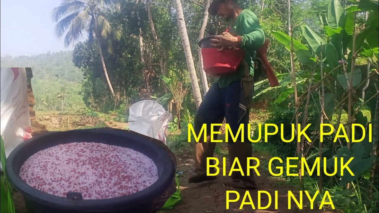MEMUPUK PADI BIAR GEMUK PADI NYA - YouTube