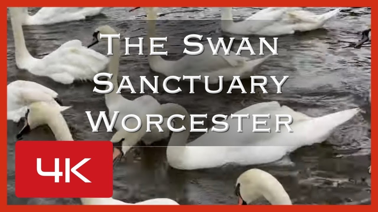 THE SWAN SANCTUARY WORCESTER. Feeding the swans on the River Severn. 4K ...