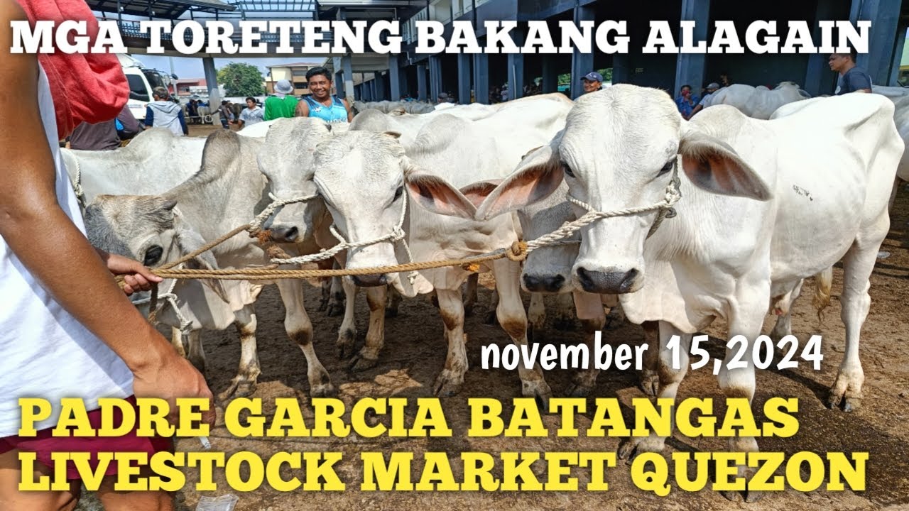 Mga Toreteng Baka Dagsa ngayon sa Padre Garcia Batangas! - YouTube