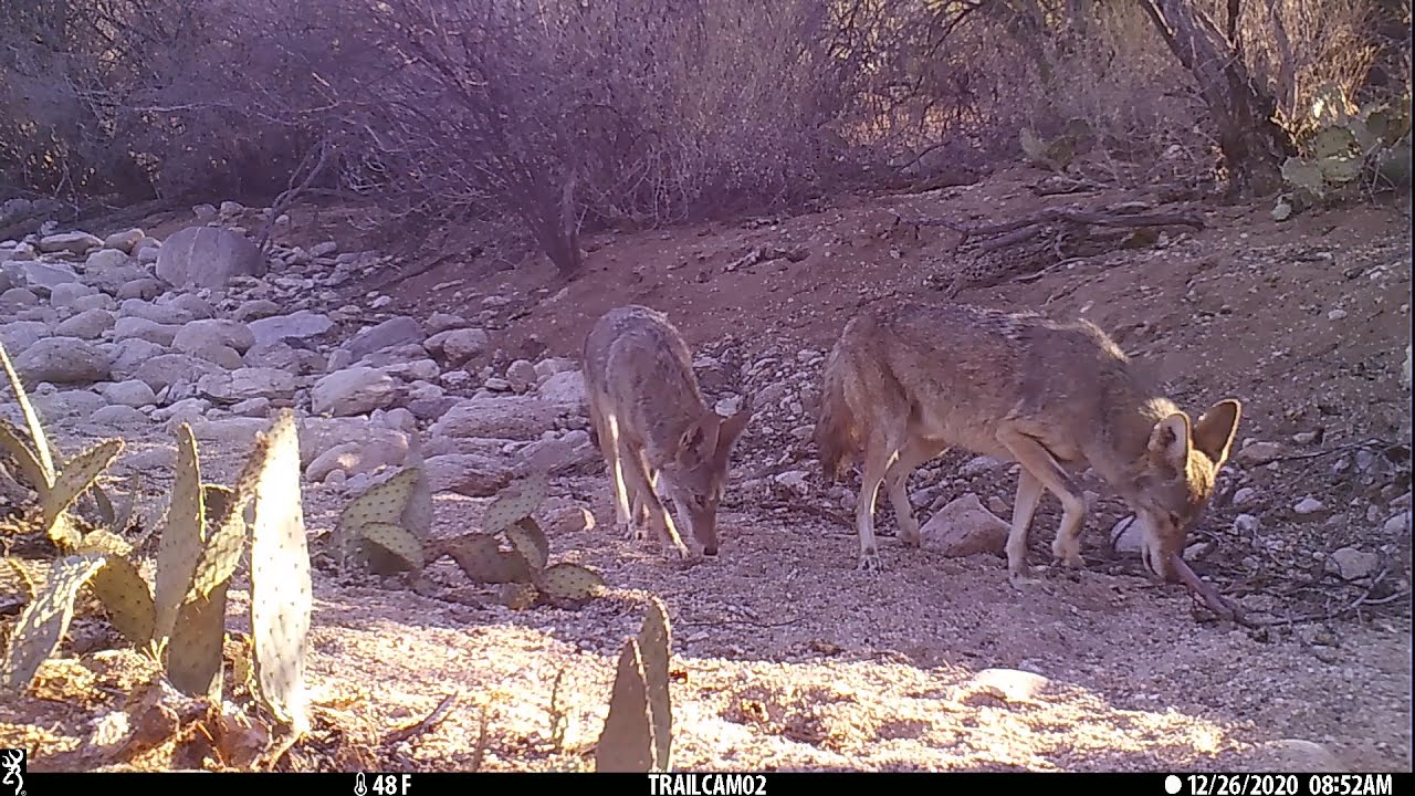 WLH Wildlife XXIX: coyote chasing deer, bobcat, roadrunner, pack of ...