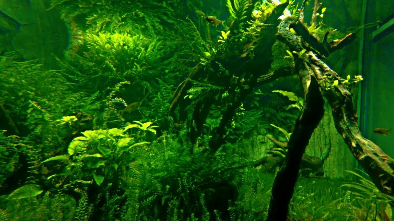 HUGE! Aquascape Planted Tank | Amazon Rainforest Inspired | Sea Life ...