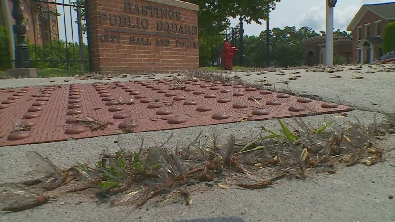 WCCO Weather Radar Picks Up Massive Mayfly Hatch - YouTube