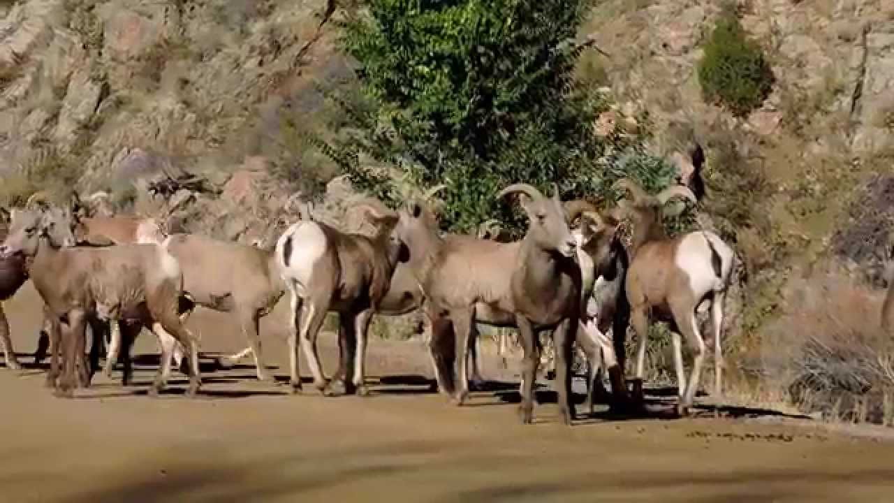 Big Horned Sheep During Mating Season - YouTube